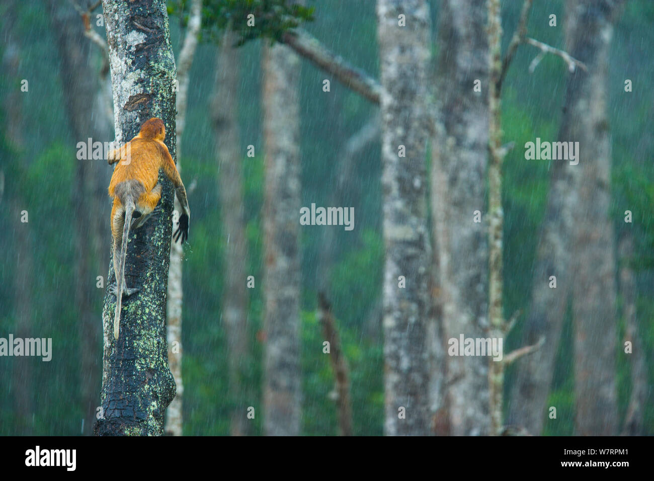 Proboscis monkeys (Nasalis larvatus) climbing up a Mangrove tree in the ...