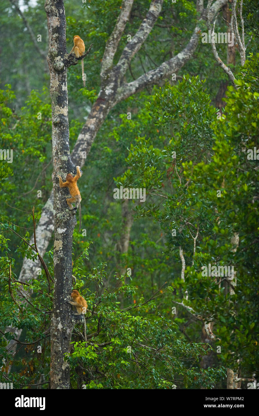 Proboscis monkeys (Nasalis larvatus) climbing up and sitting in a ...