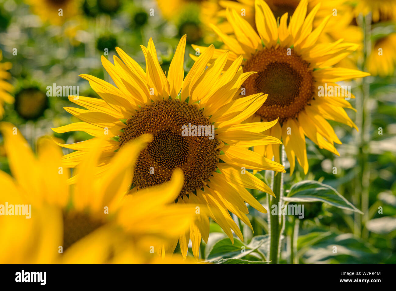 Blooming sunflowers in the backlight. A cheerful symbol of a warm sunny ...