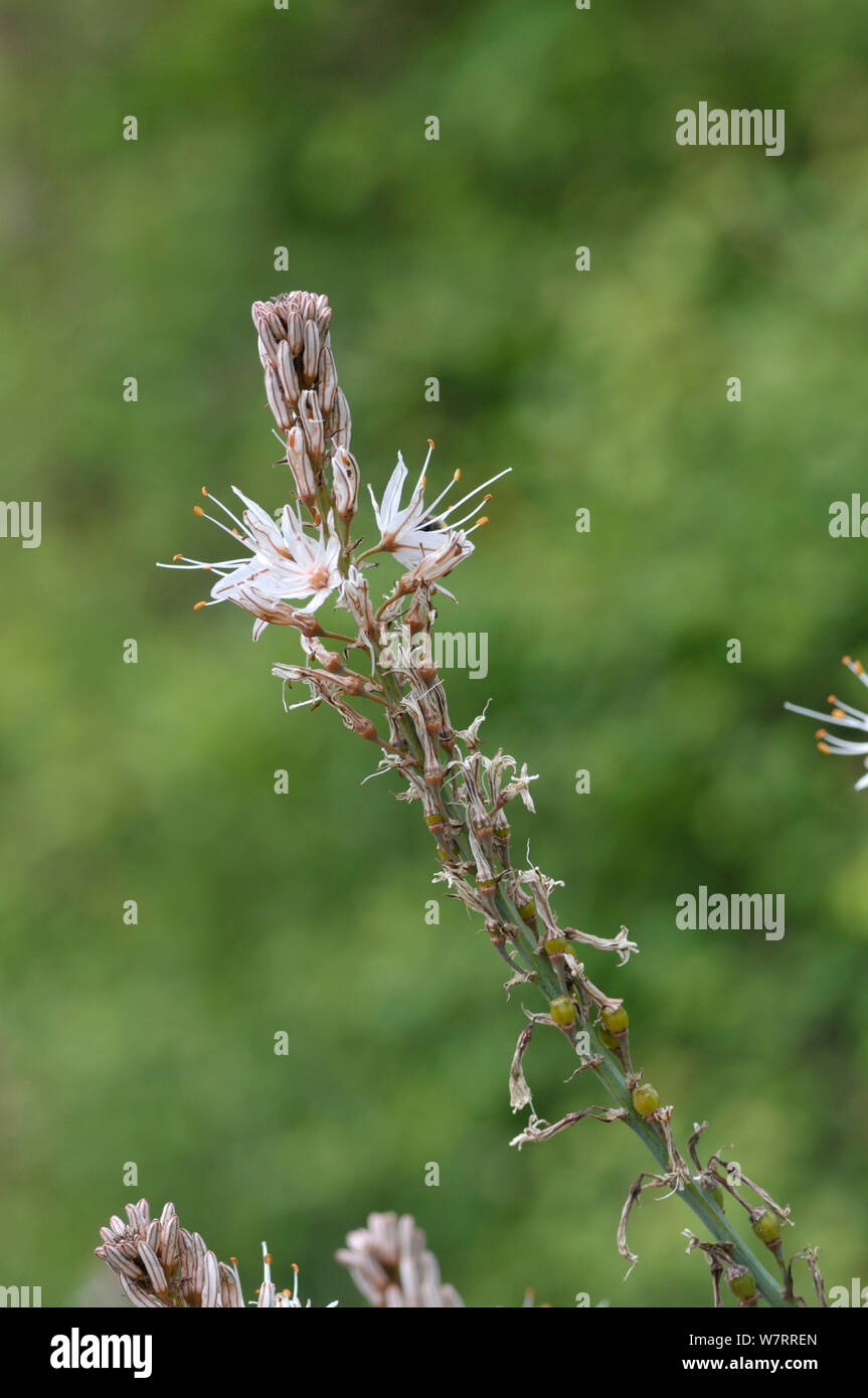 White asphodel (Asphodellus albus) in flower, Majorca, Spain, April ...