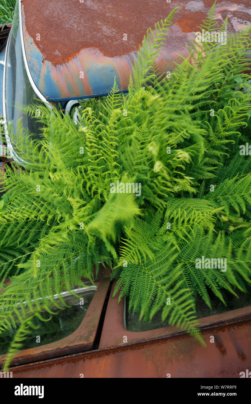 Ferns growing between abandoned cars, in 'car graveyard' Varmland ...