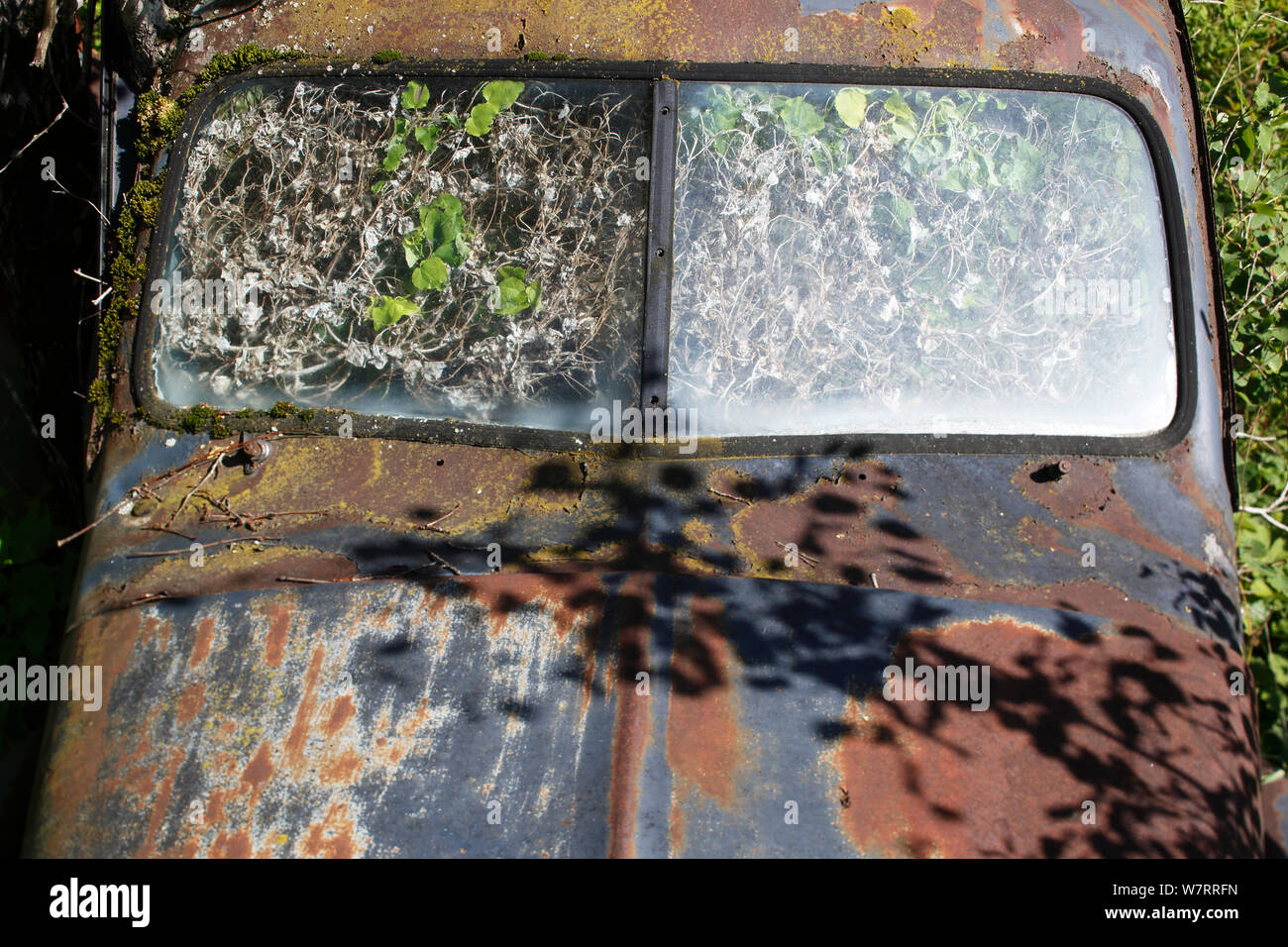 Abandoned rusty car in 'car graveyard' acting as a greenhouse with ...