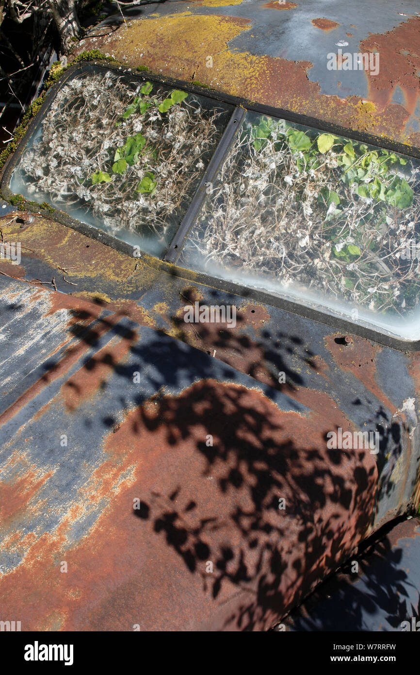 Abandoned rusty car in 'car graveyard' acting as a greenhouse with ...