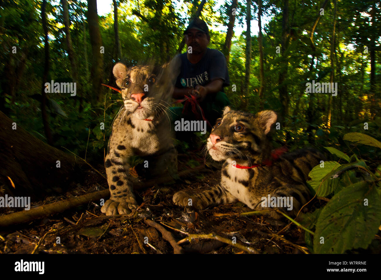Two juvenile Clouded leopards (Neofelis nebulosa) with keeper at a ...