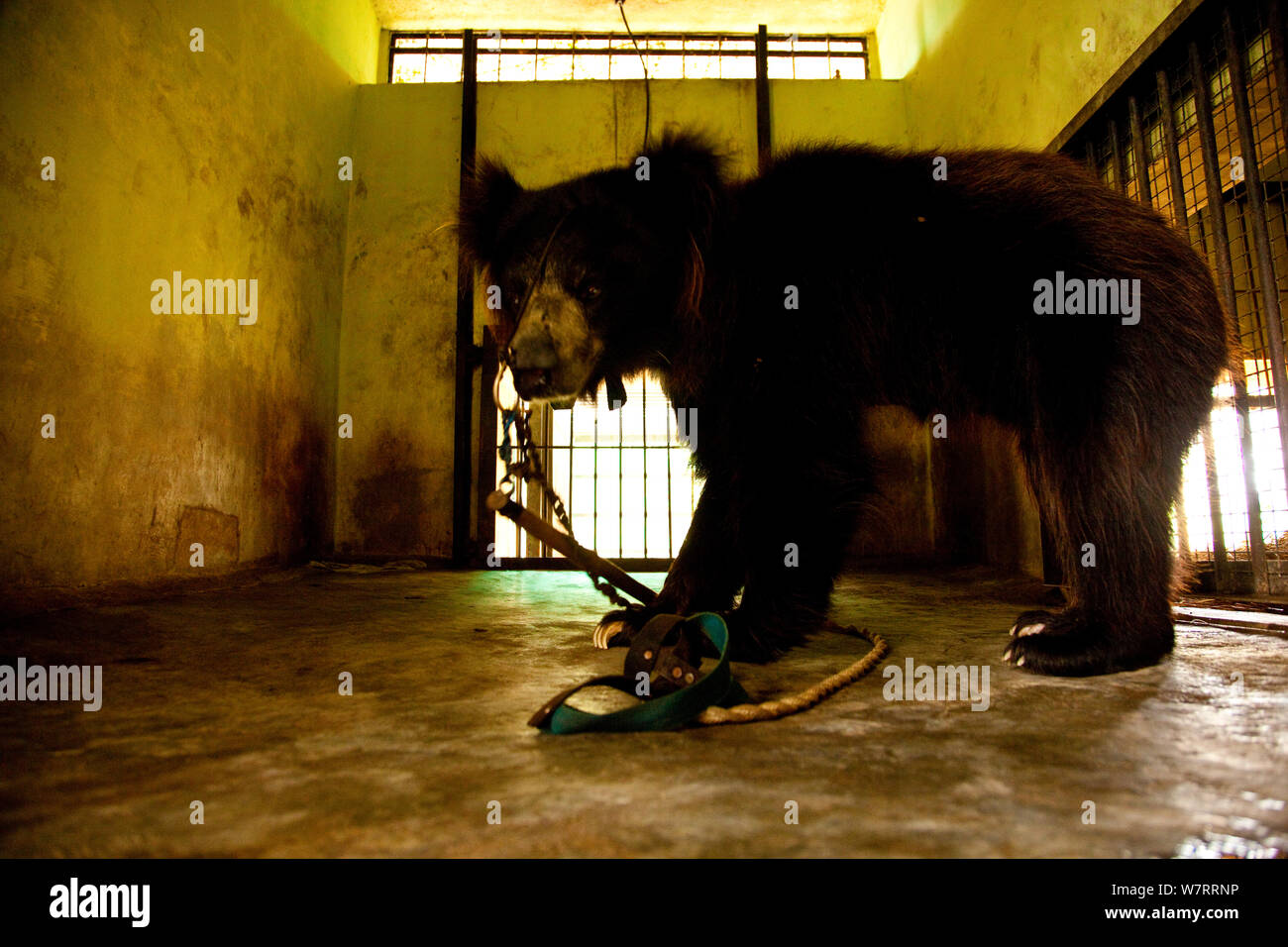 Wildlife sos india hi-res stock photography and images - Alamy