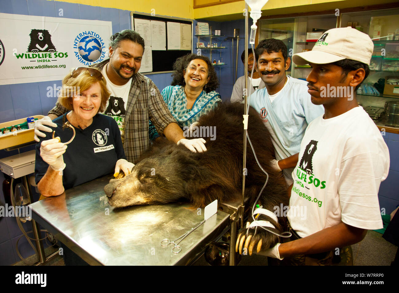 Group of veterinary surgeons around a tranquilized Sloth bear (Melursus ...