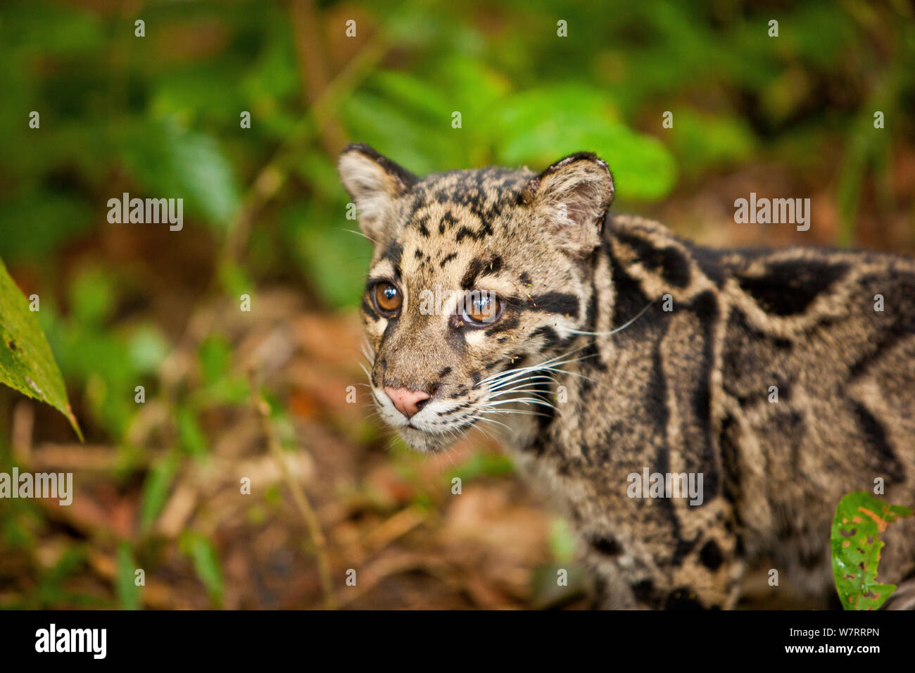 Clouded leopard (Neofelis nebulosa), captive, part of a rehabilitation ...