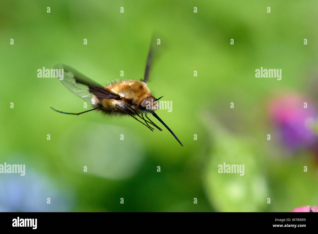 Common bee fly (Bombylius major) in flight, Hertfordshire, England, UK ...