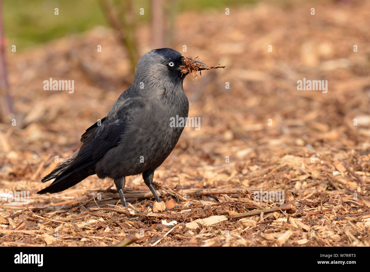 Jackdaw (Corvus monedula) collecting bark chippings to use as nesting ...