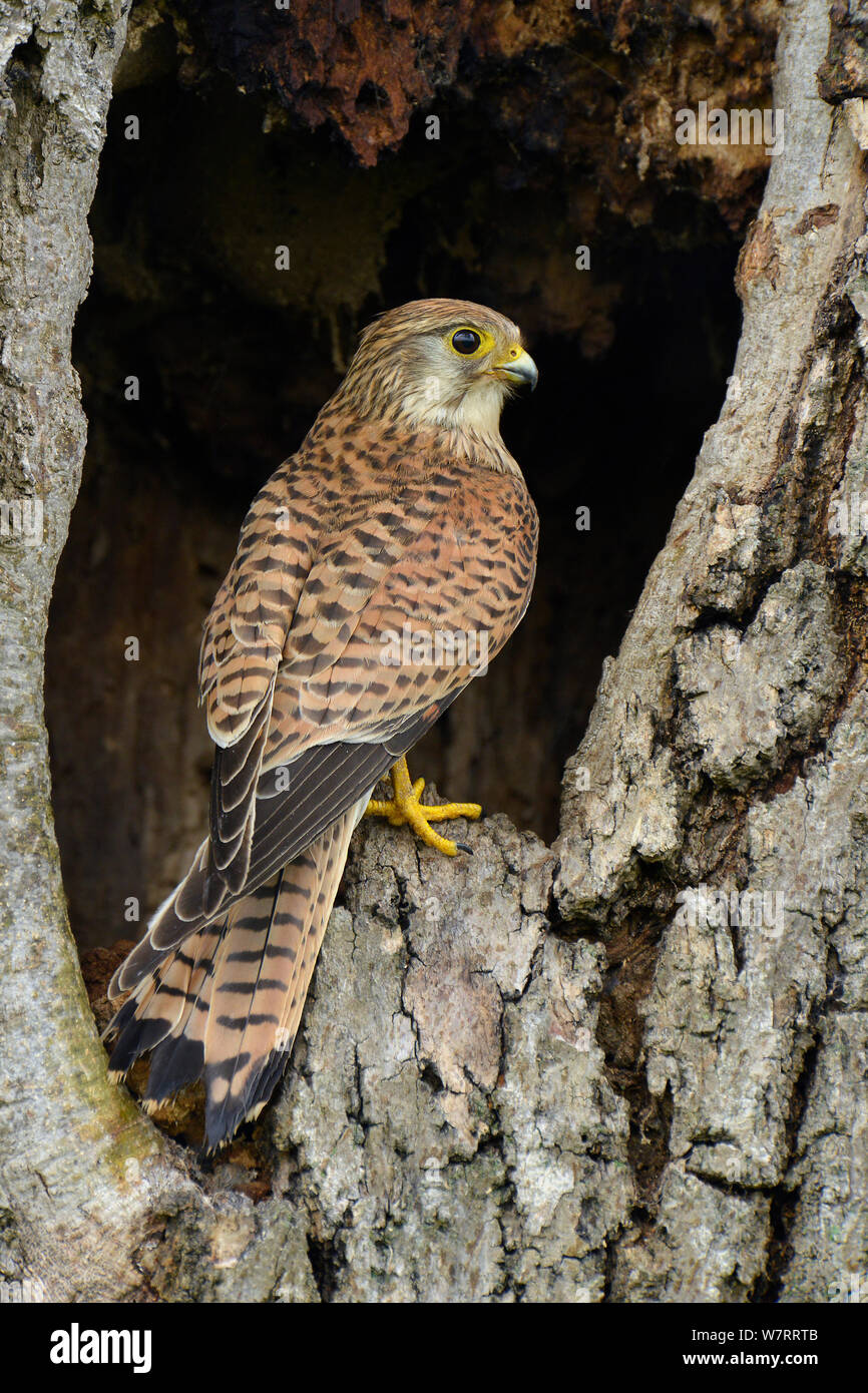 Back view kestrel hi-res stock photography and images - Alamy