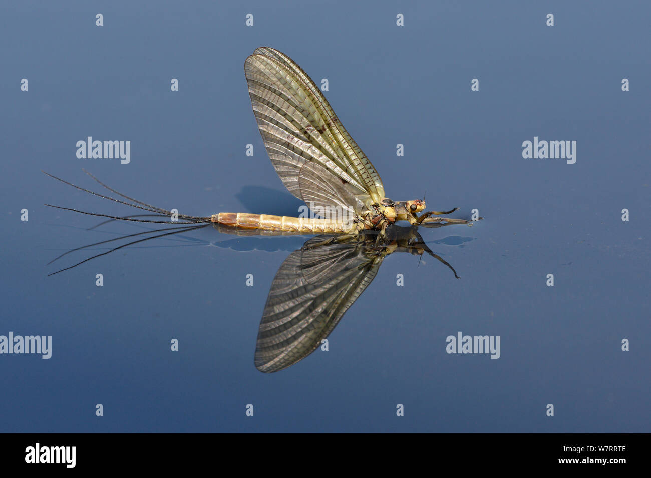 Emerged mayfly hi-res stock photography and images - Alamy