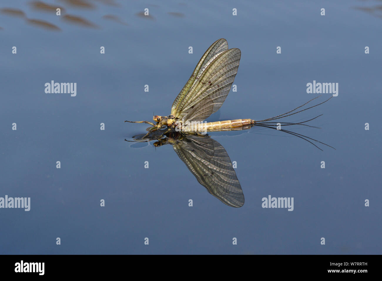 Reflective insect hi-res stock photography and images - Alamy