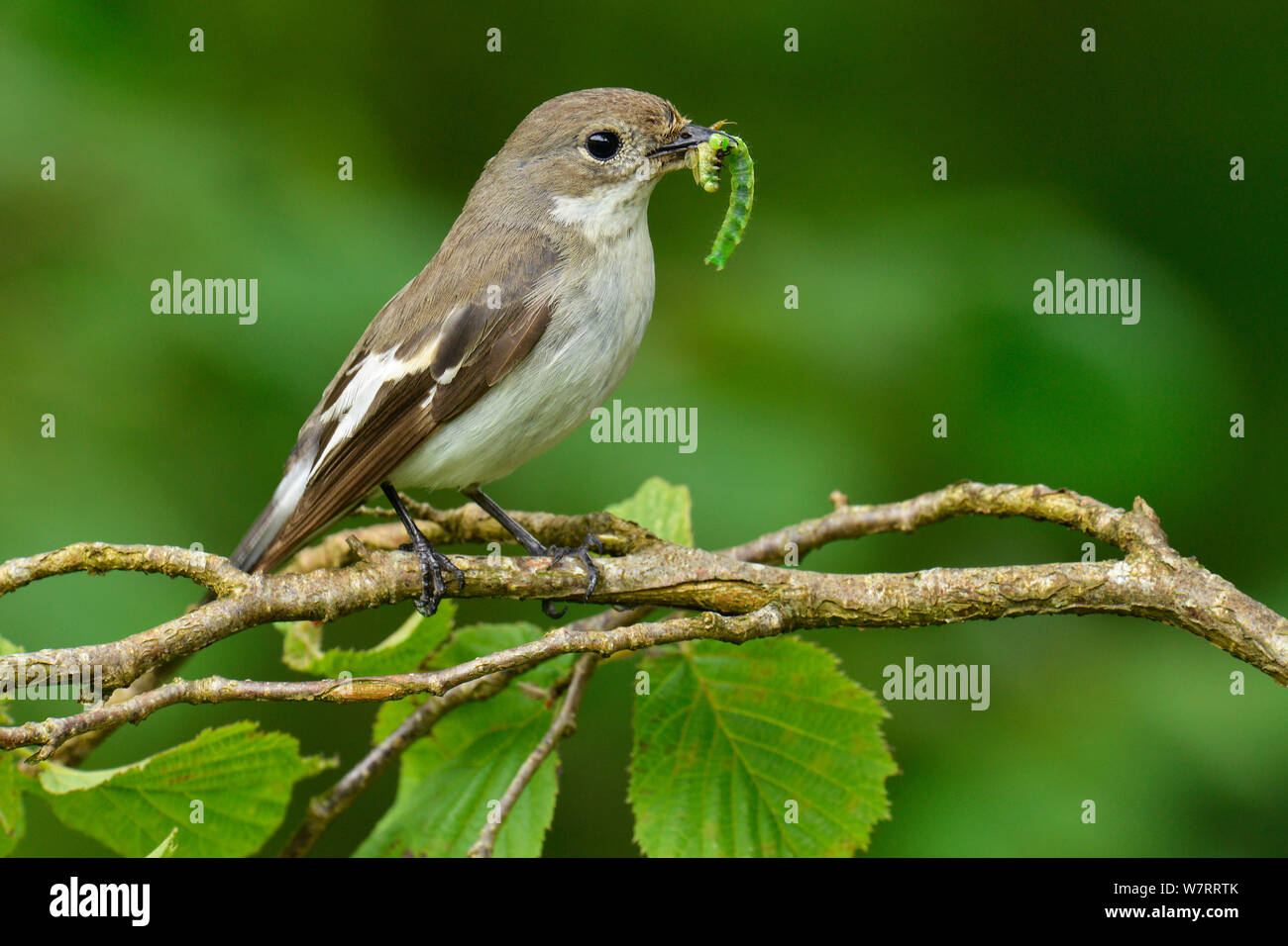Female Pied flycatcher (Ficedula hypoleuca) with caterpillar prey ...