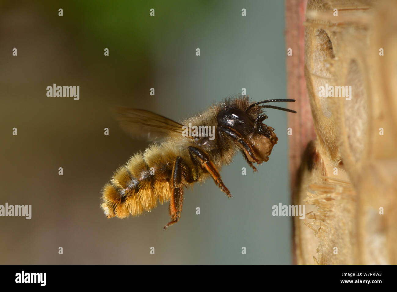 Ground nesting bee uk hi-res stock photography and images - Alamy