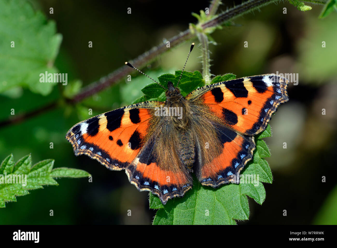 Small tortoiseshell butterfly (Aglaise urtica) sunning itself on a ...
