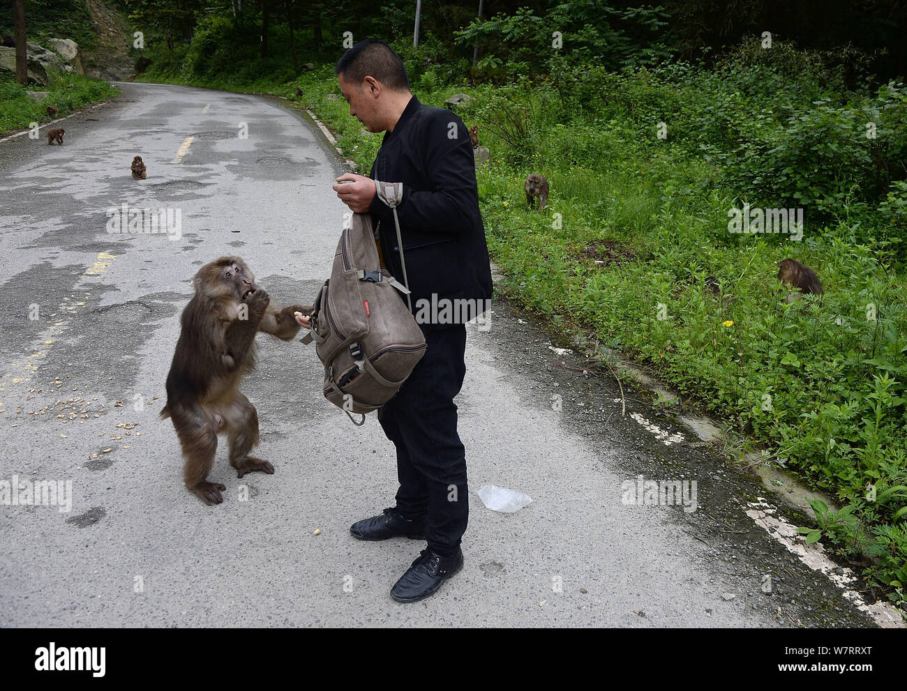 46-year-old Chinese man Zhang Shiquan feeds a monkey with peanuts in ...