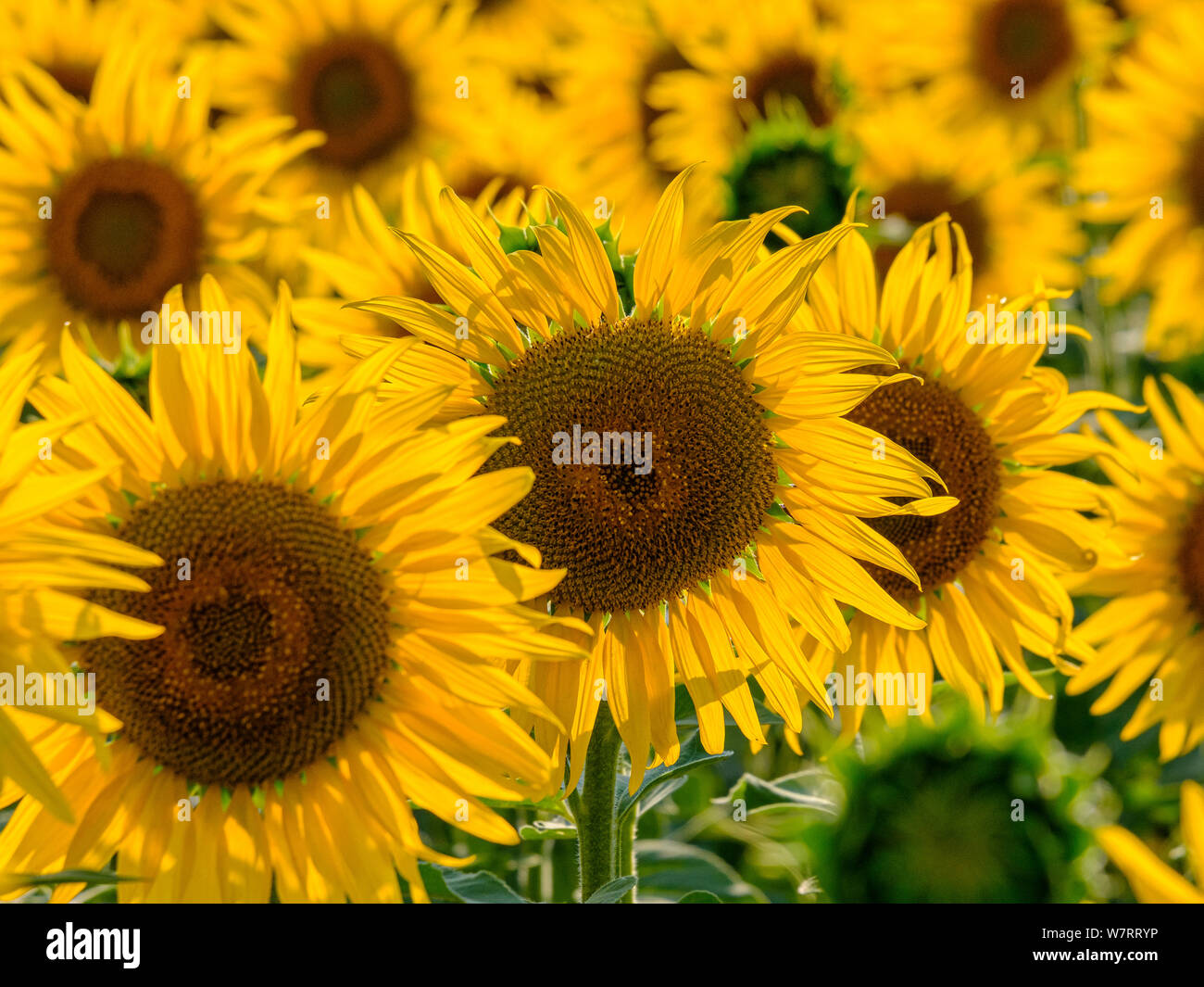 Blooming sunflowers in the backlight. A cheerful symbol of a warm sunny ...