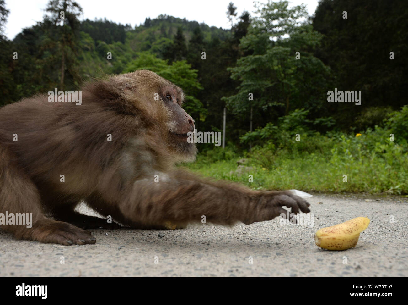 A monkey picks up a banana given by 46-year-old Chinese man Zhang ...