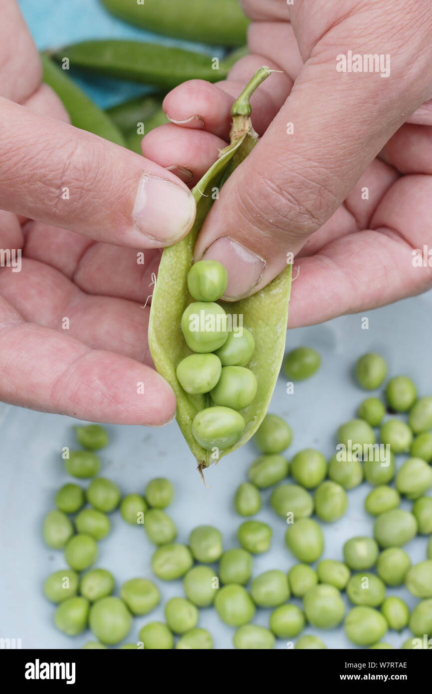 Shelling peas from pod hi-res stock photography and images - Alamy