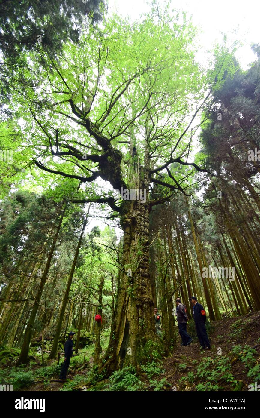Chinese employees look at the male gingko tree at a forest farm in ...
