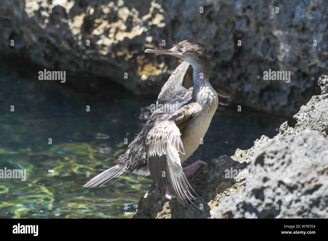 Birds of menorca hi-res stock photography and images - Alamy