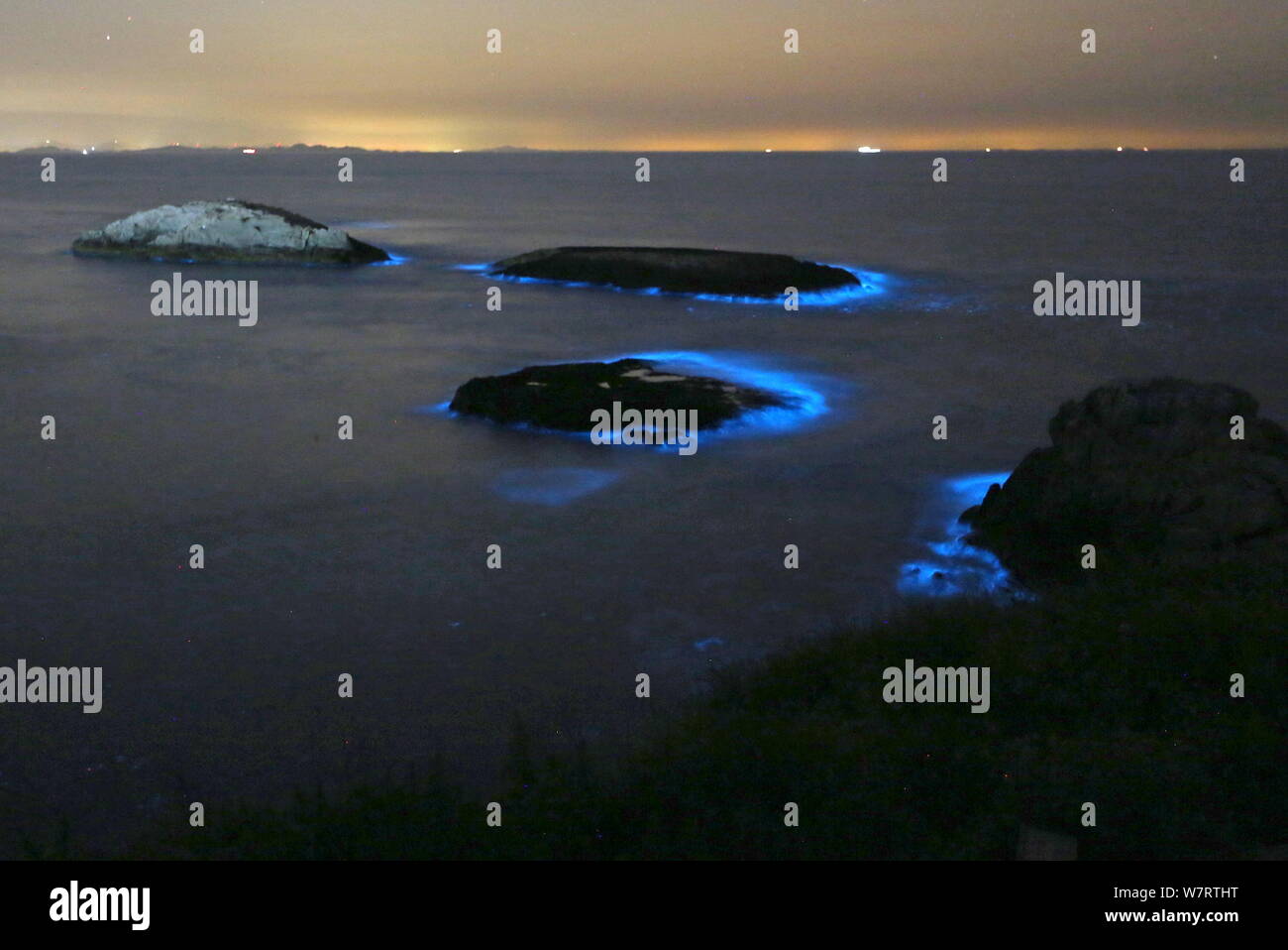 Noctiluca scintillans not maldives hi-res stock photography and images ...