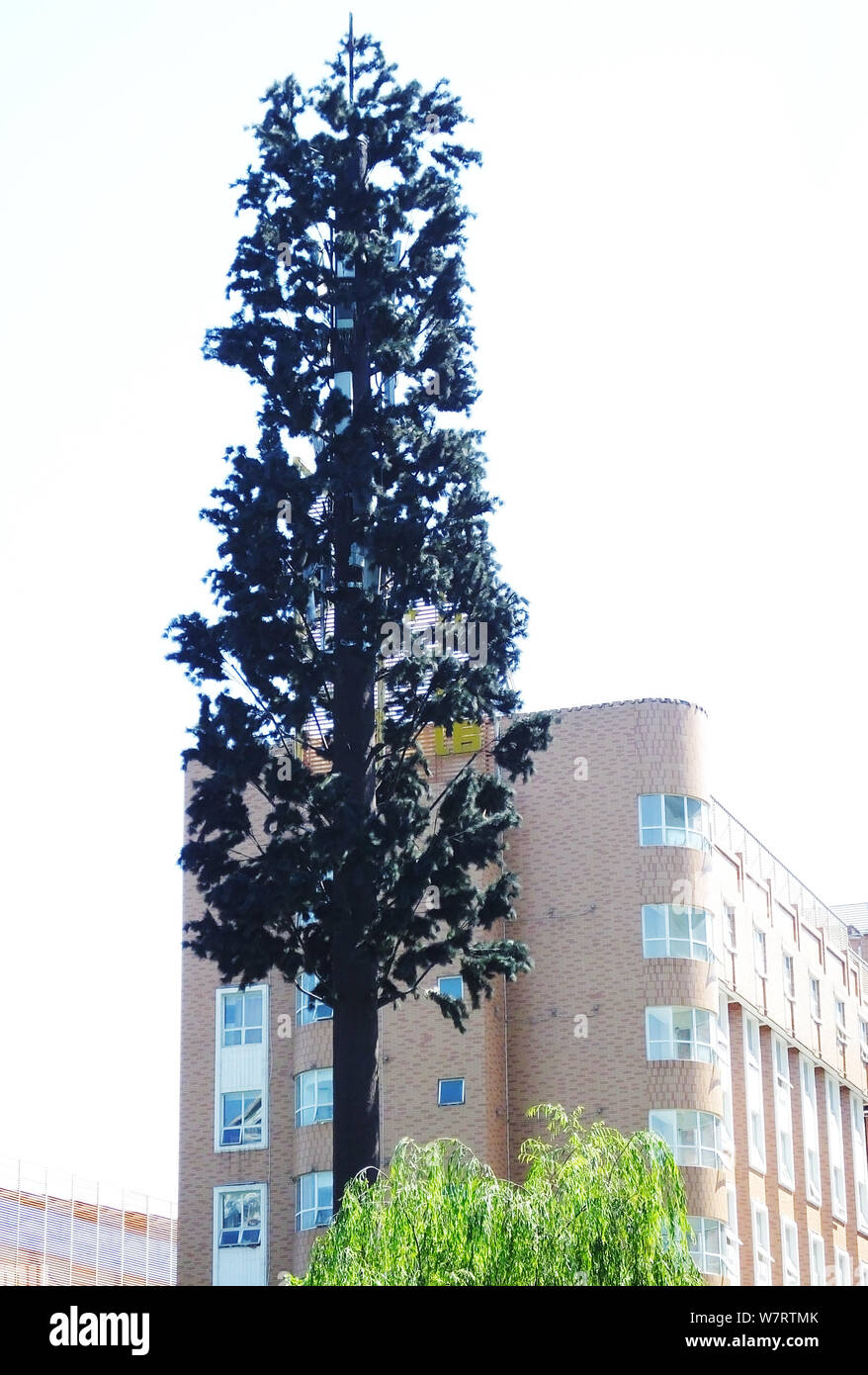 A mobile phone tower disguised to look like a tree is pictured in ...