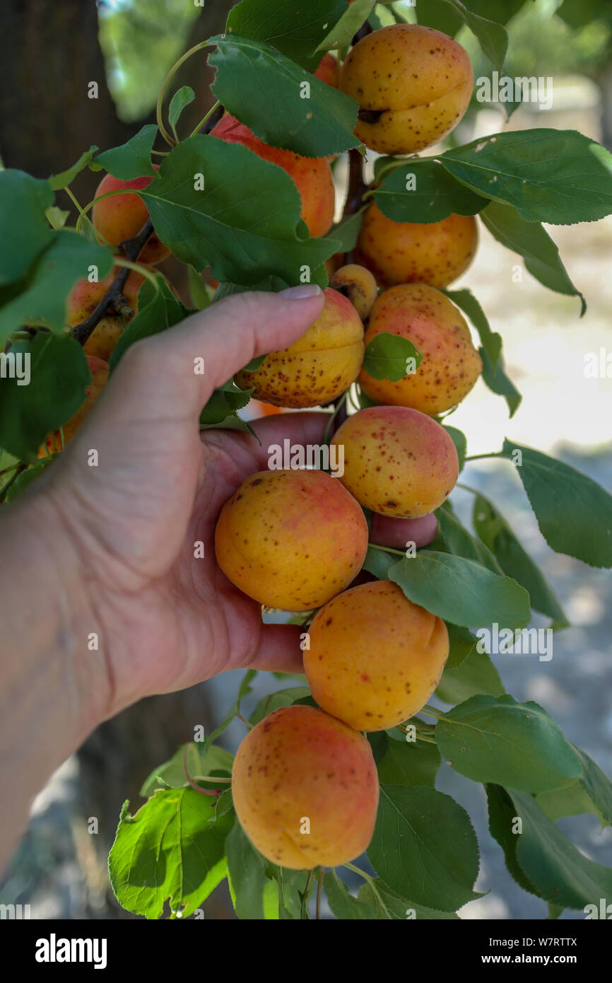 Apricot picking hi-res stock photography and images - Alamy