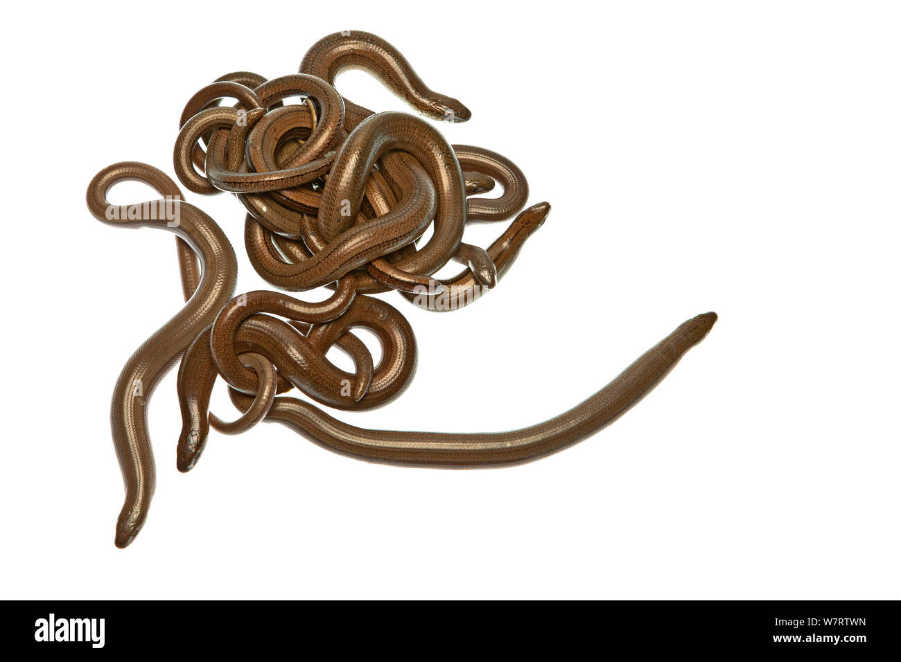 Cutouts Groups High Resolution Stock Photography and Images - Alamy