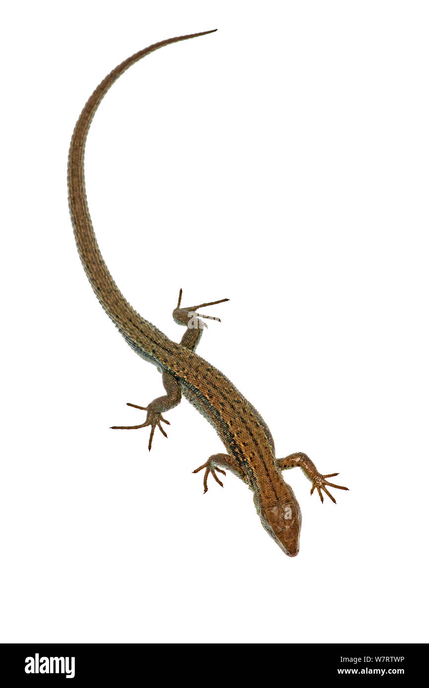Common lizard uk Cut Out Stock Images & Pictures - Alamy
