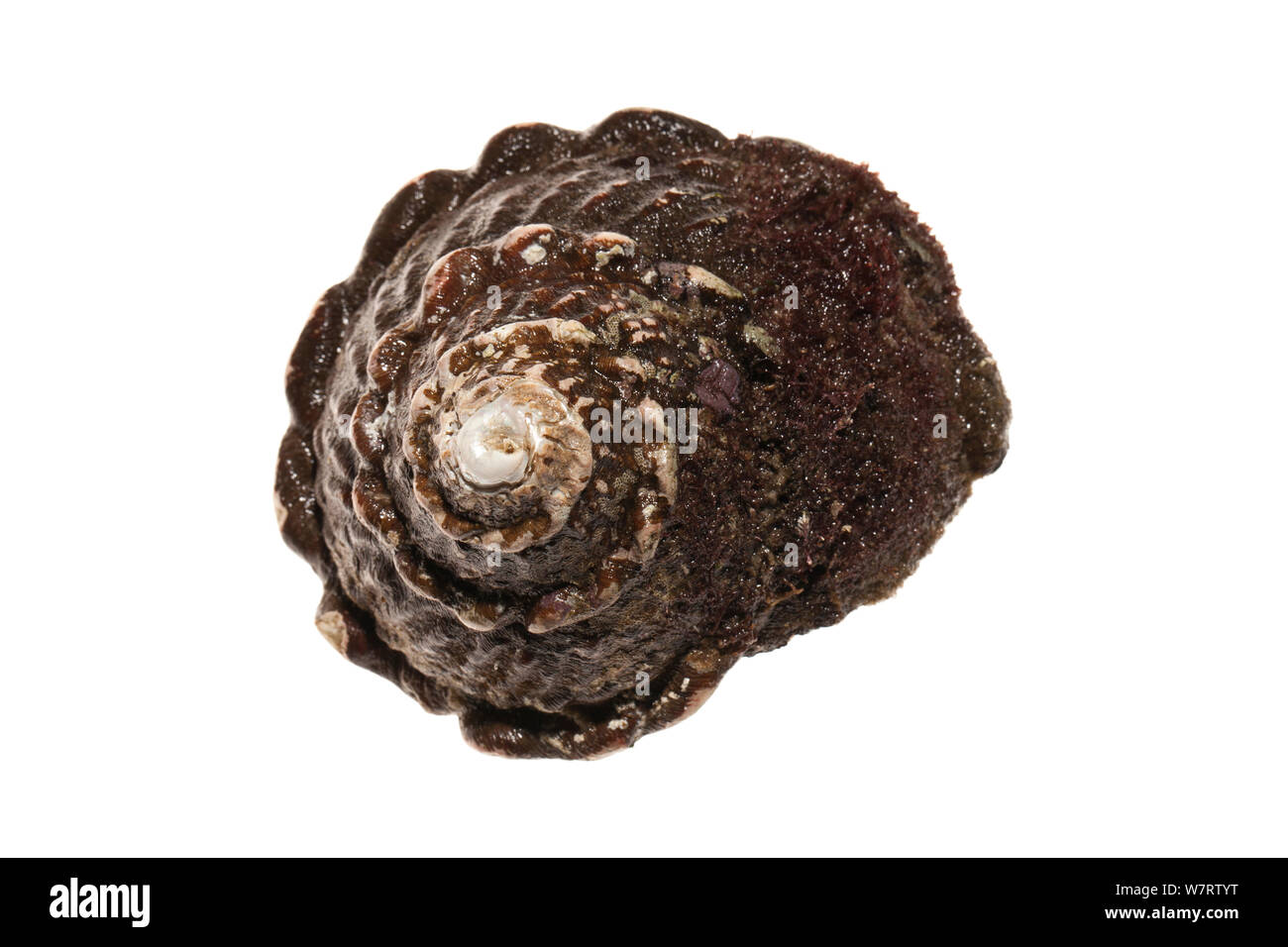Wavy turban snail shell (Megastraea undosa), Malibu, California, USA, January ...