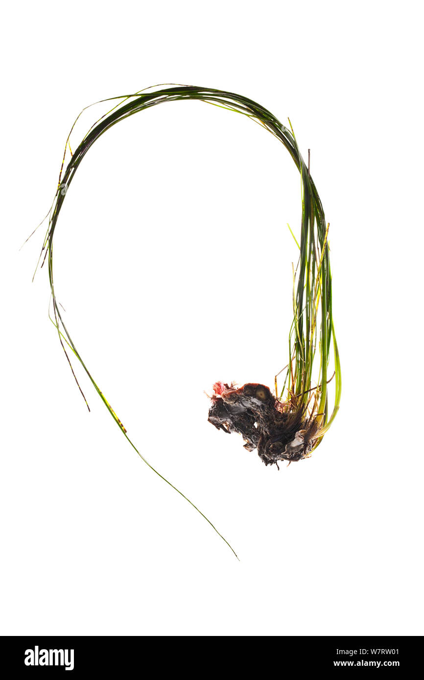 Surf grass (Phyllospadix spp.), Malibu, California, USA, February ...