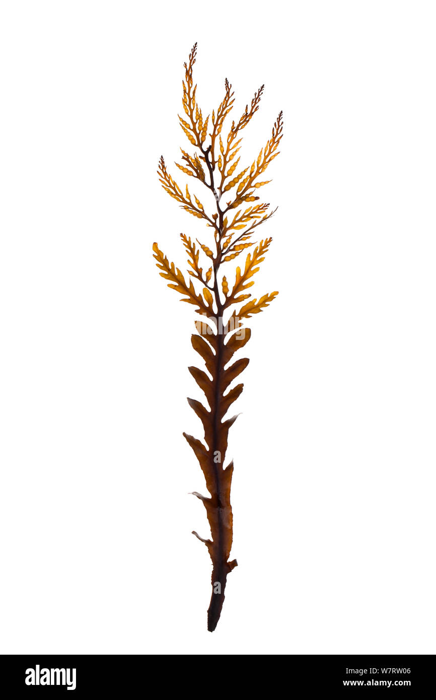 Bladder chain kelp hi-res stock photography and images - Alamy
