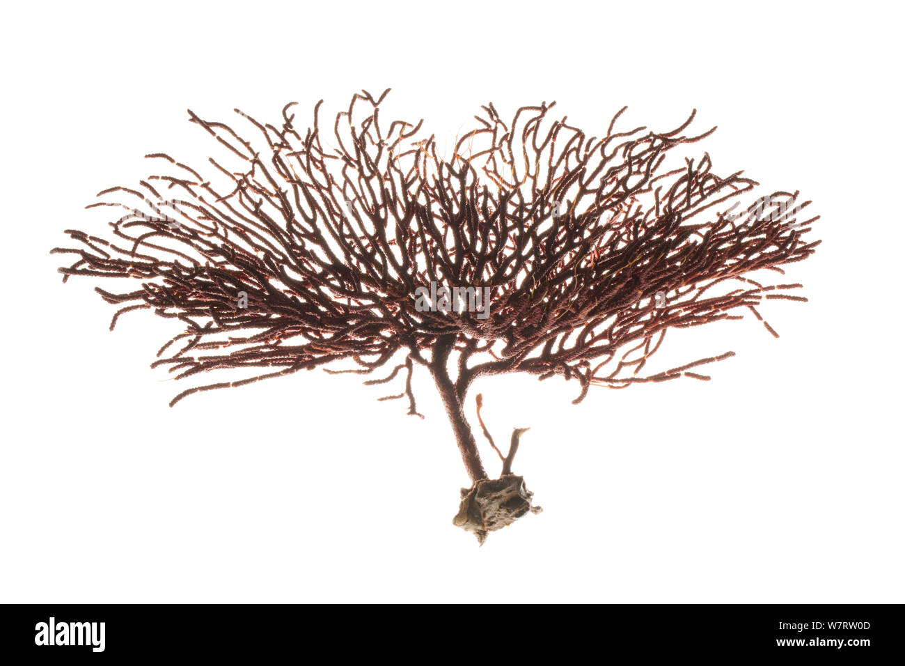 Gorgonian Cut Out Stock Images & Pictures - Alamy