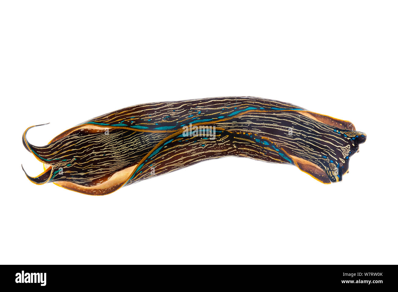 Navanax inermis hi-res stock photography and images - Alamy