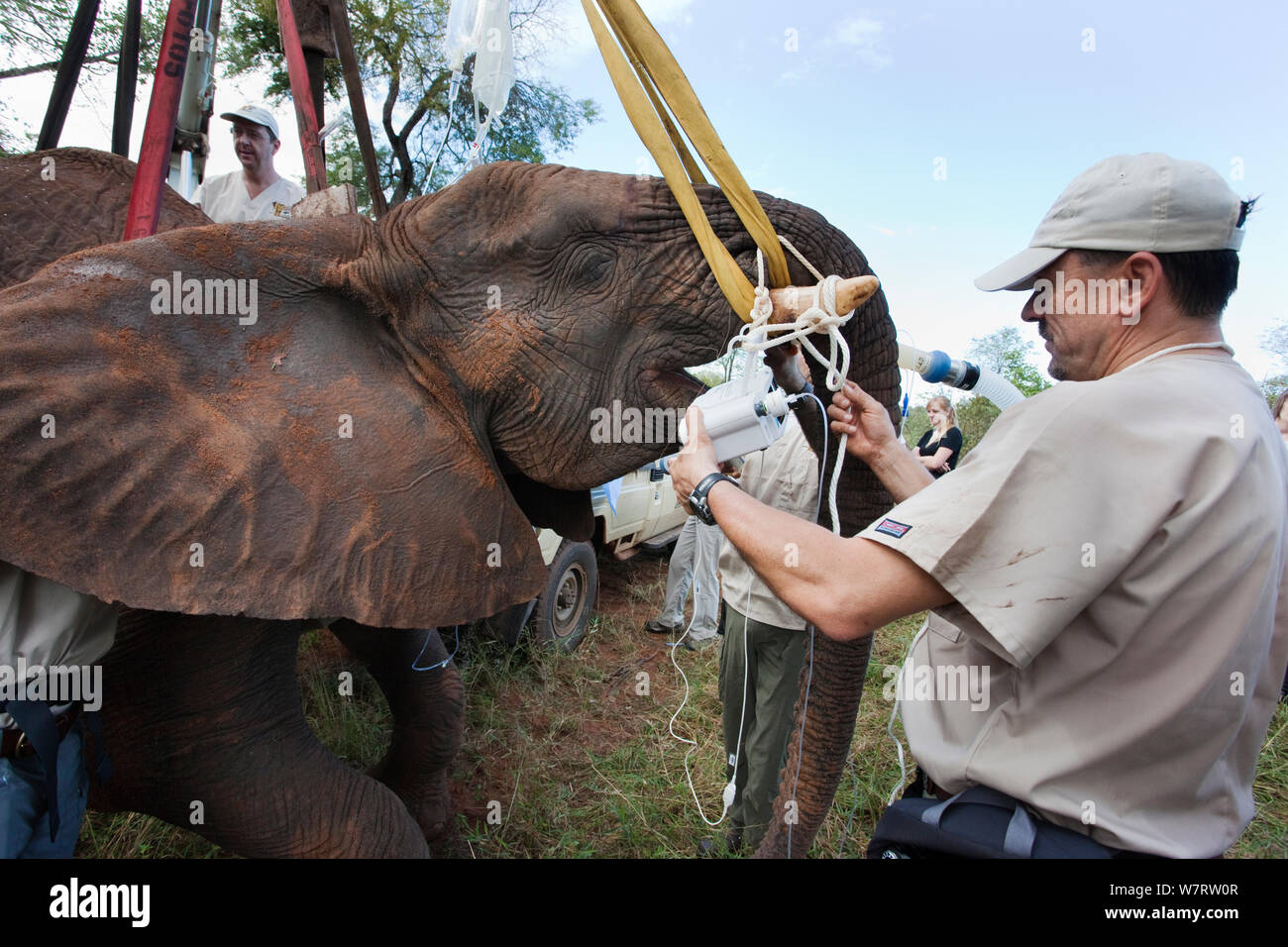 Vasectomy of wild elephant (Loxodonta africana), with Dr Jeff Zuba of ...