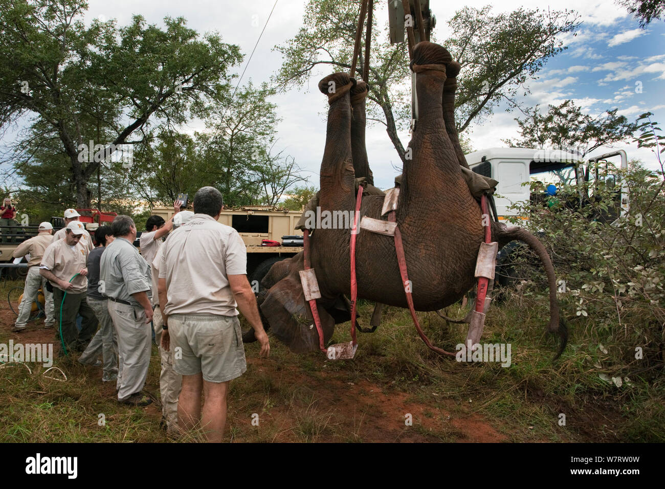 Mammal population management hi-res stock photography and images - Alamy