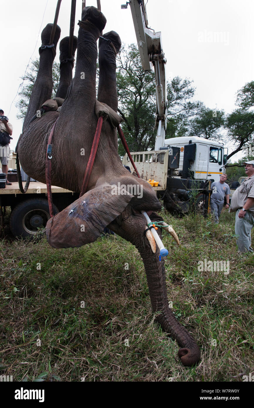 Wild elephant bull (Loxodonta africana), hoisted into position by crane ...