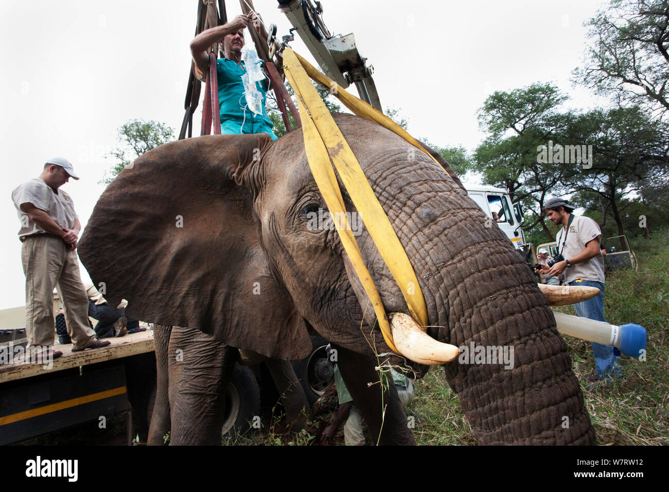 Wild elephant bull (Loxodonta africana), with drip hoisted into ...