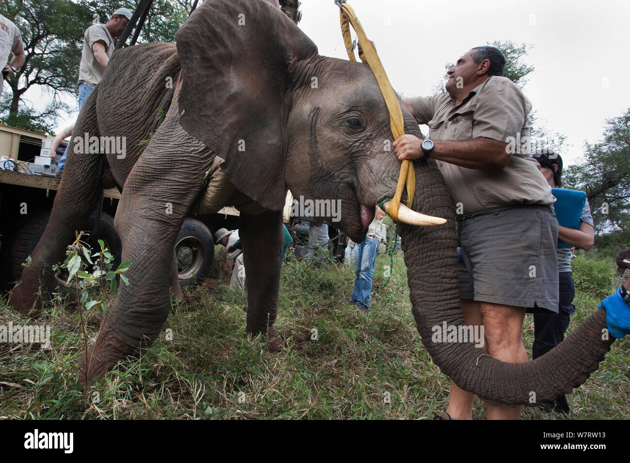 Animal management programme hi-res stock photography and images - Alamy
