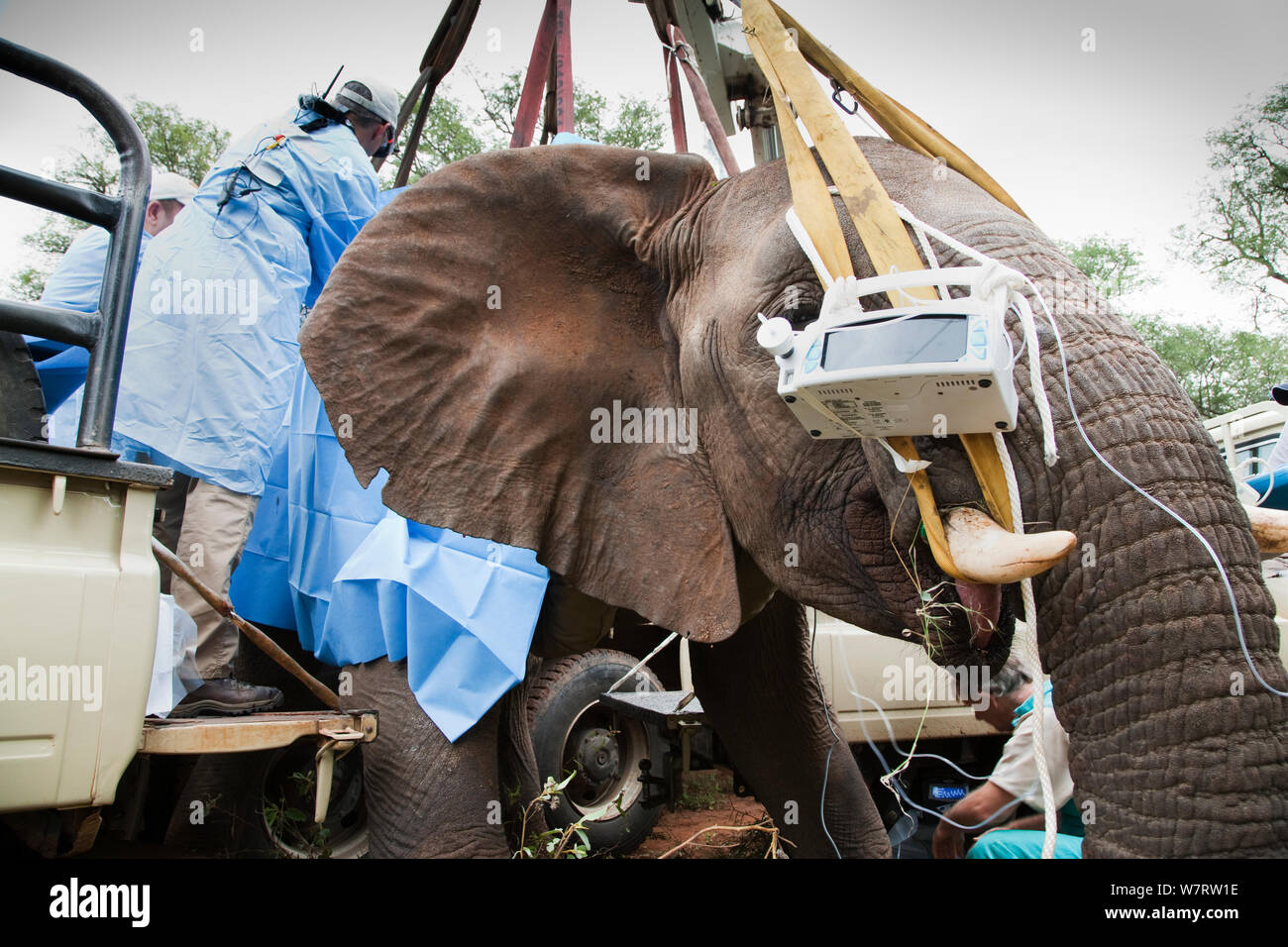 Wild elephant (Loxodonta africana), under anaesthetic while undergoing ...