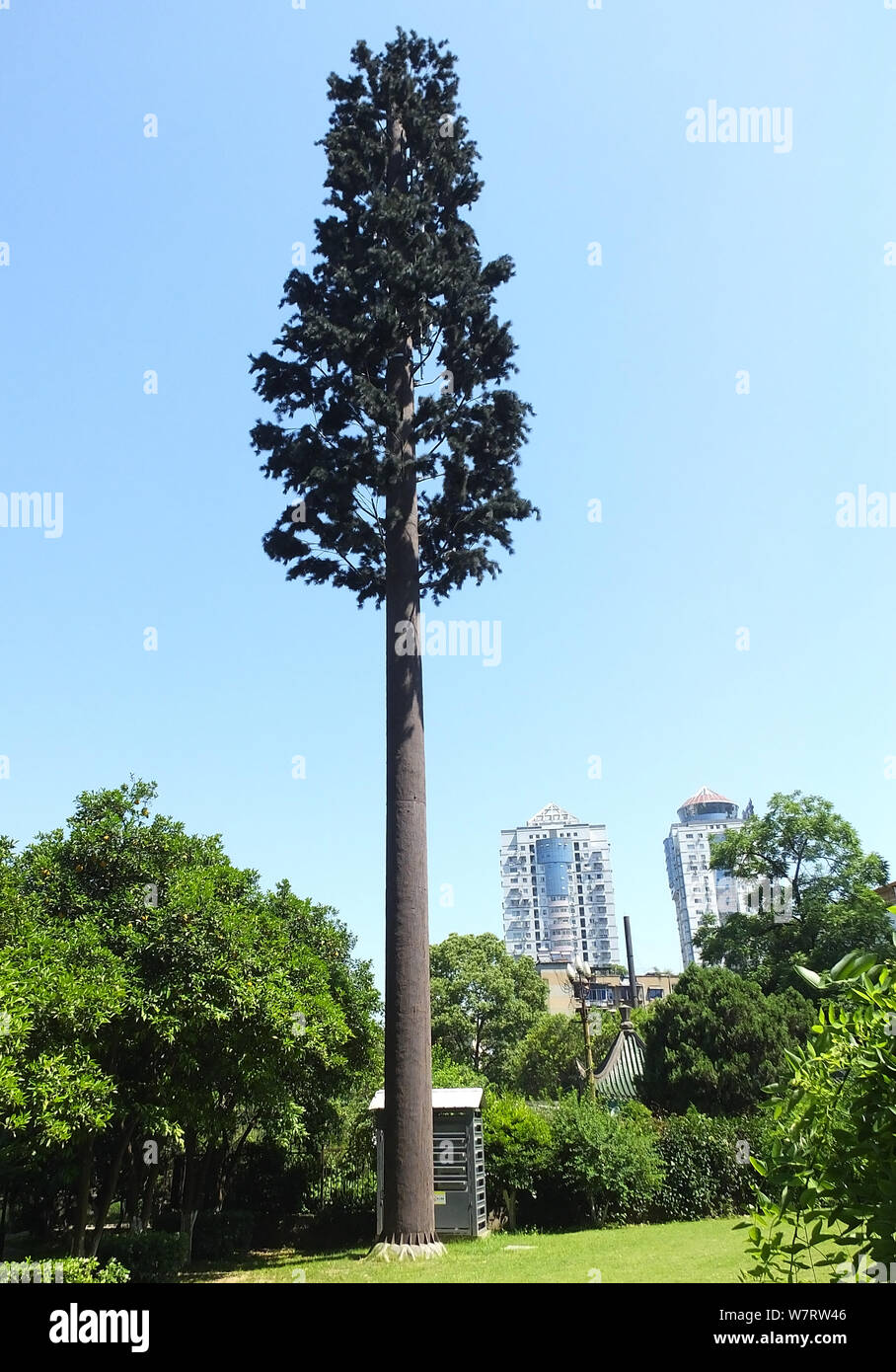A mobile phone tower disguised to look like a tree is pictured in ...