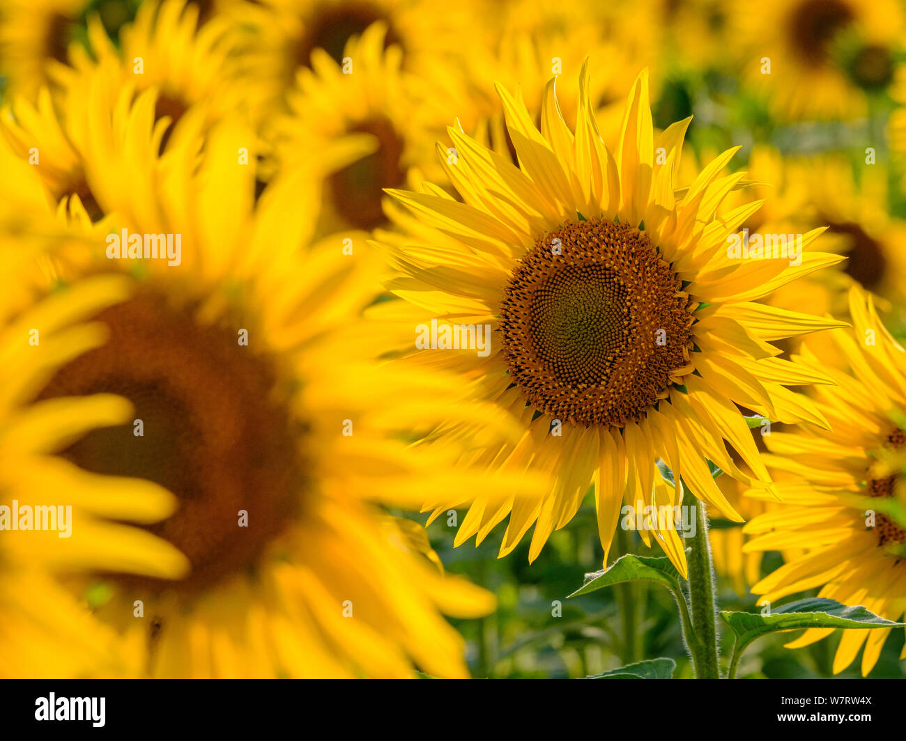 Blooming sunflowers in the backlight. A cheerful symbol of a warm sunny ...