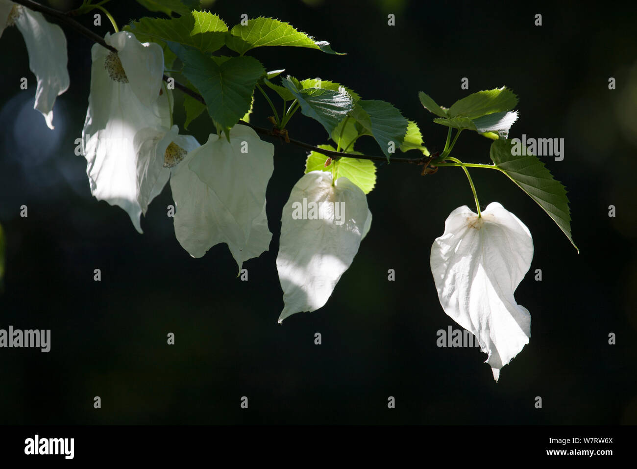 Dove tree (Davidia involucrata) in bloom, Emei Shan, Sichuan, China ...