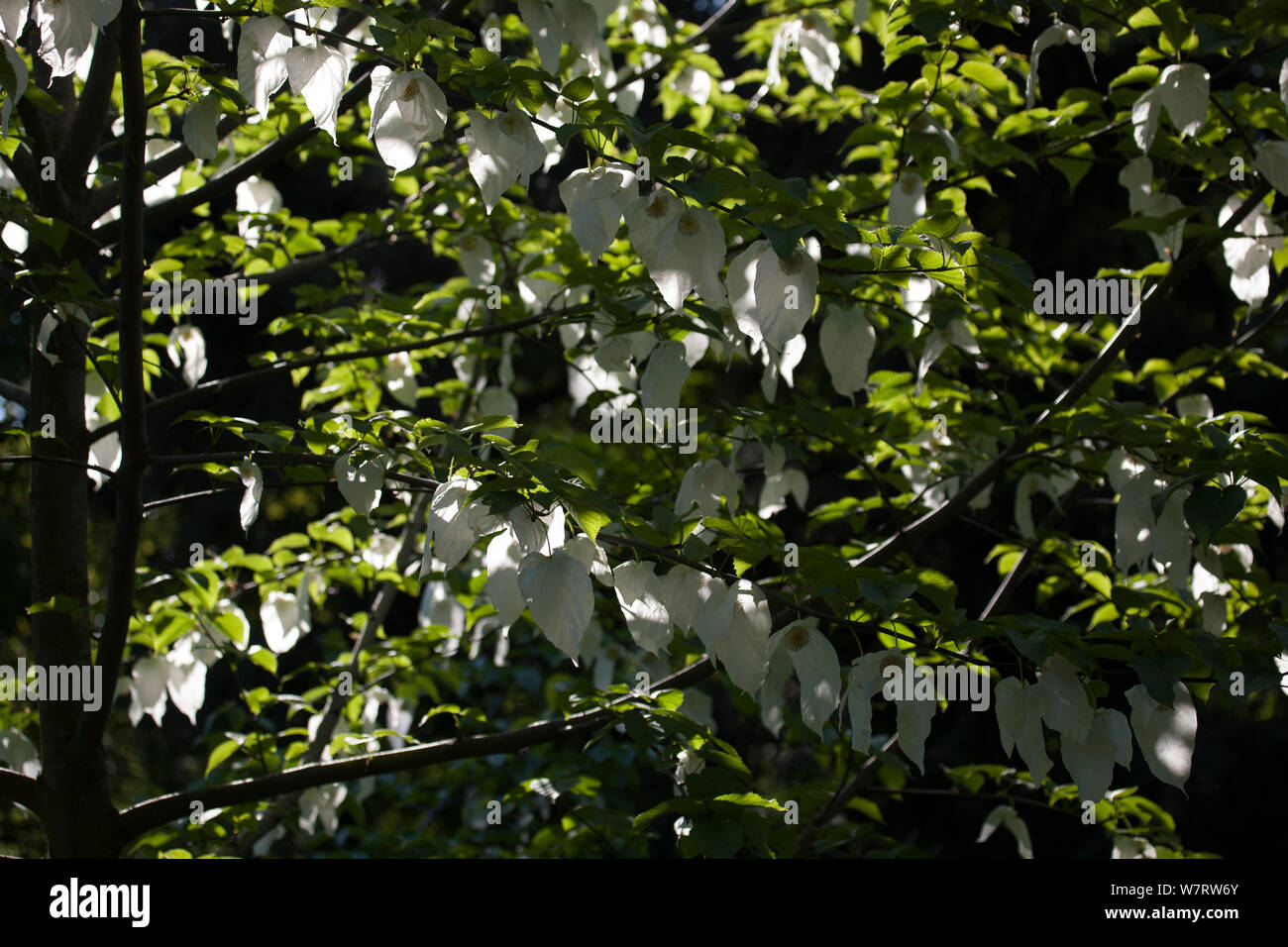 Davidia involucrata tree in bloom hi-res stock photography and images ...