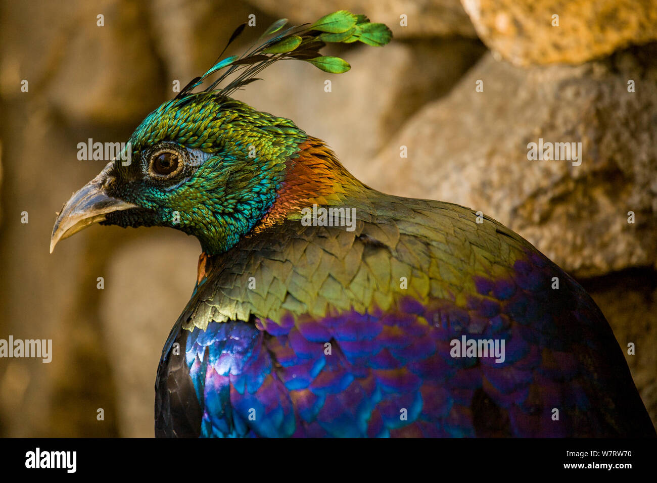 Himalayan Monal (Lophophorus impejanus) male, captive, Germany Stock ...
