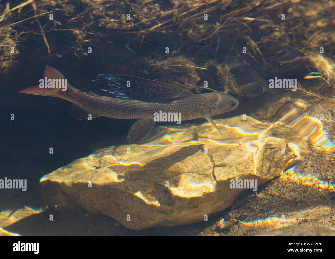 Annual fish migration hi-res stock photography and images - Alamy