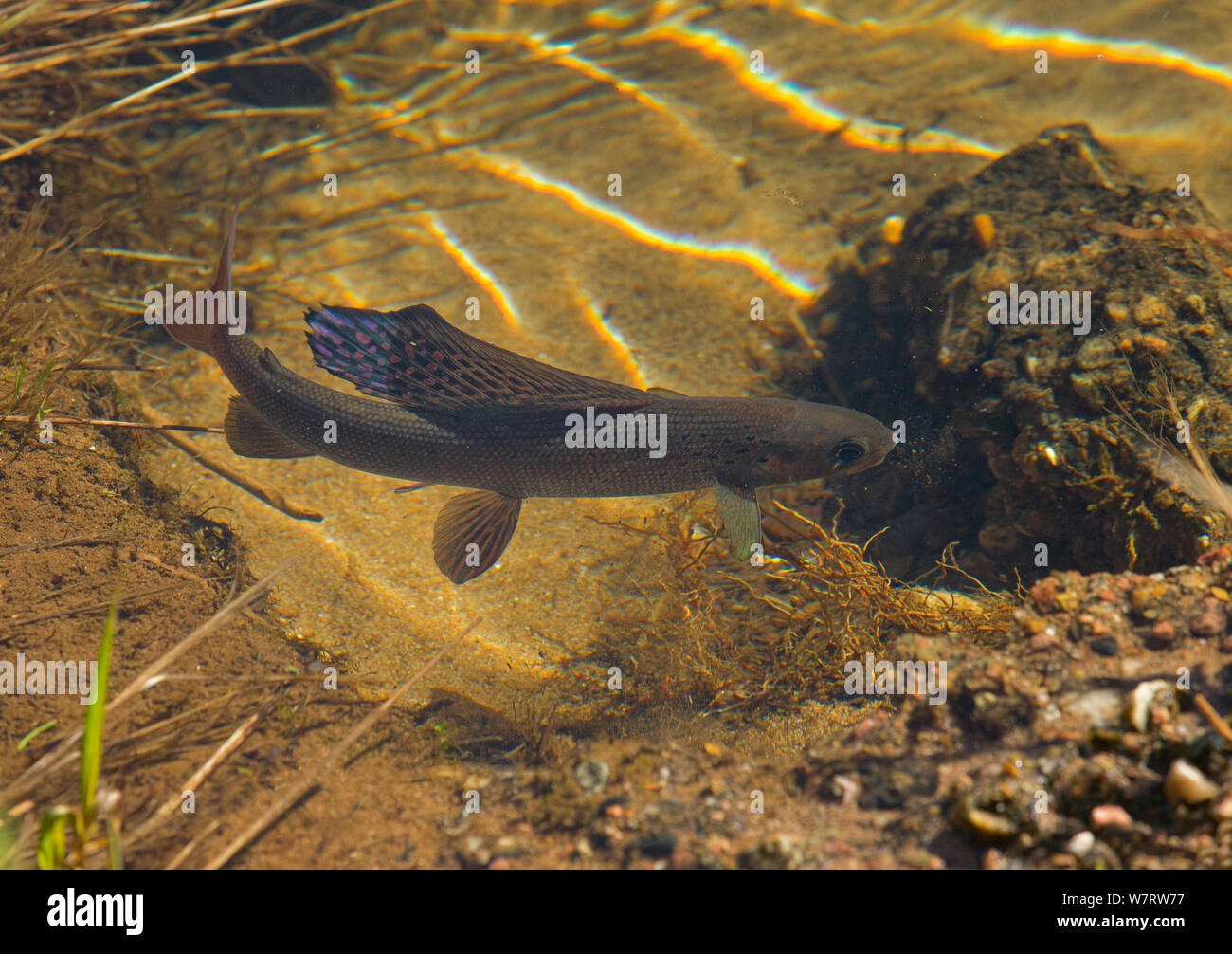 Thymallus arcticus hi-res stock photography and images - Alamy