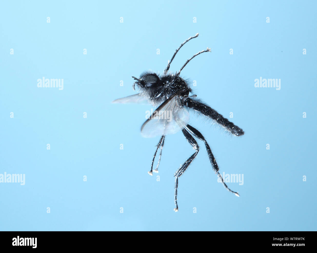 St Mark's Fly (Bibio marci) male in flight. Surrey, England. May Stock ...