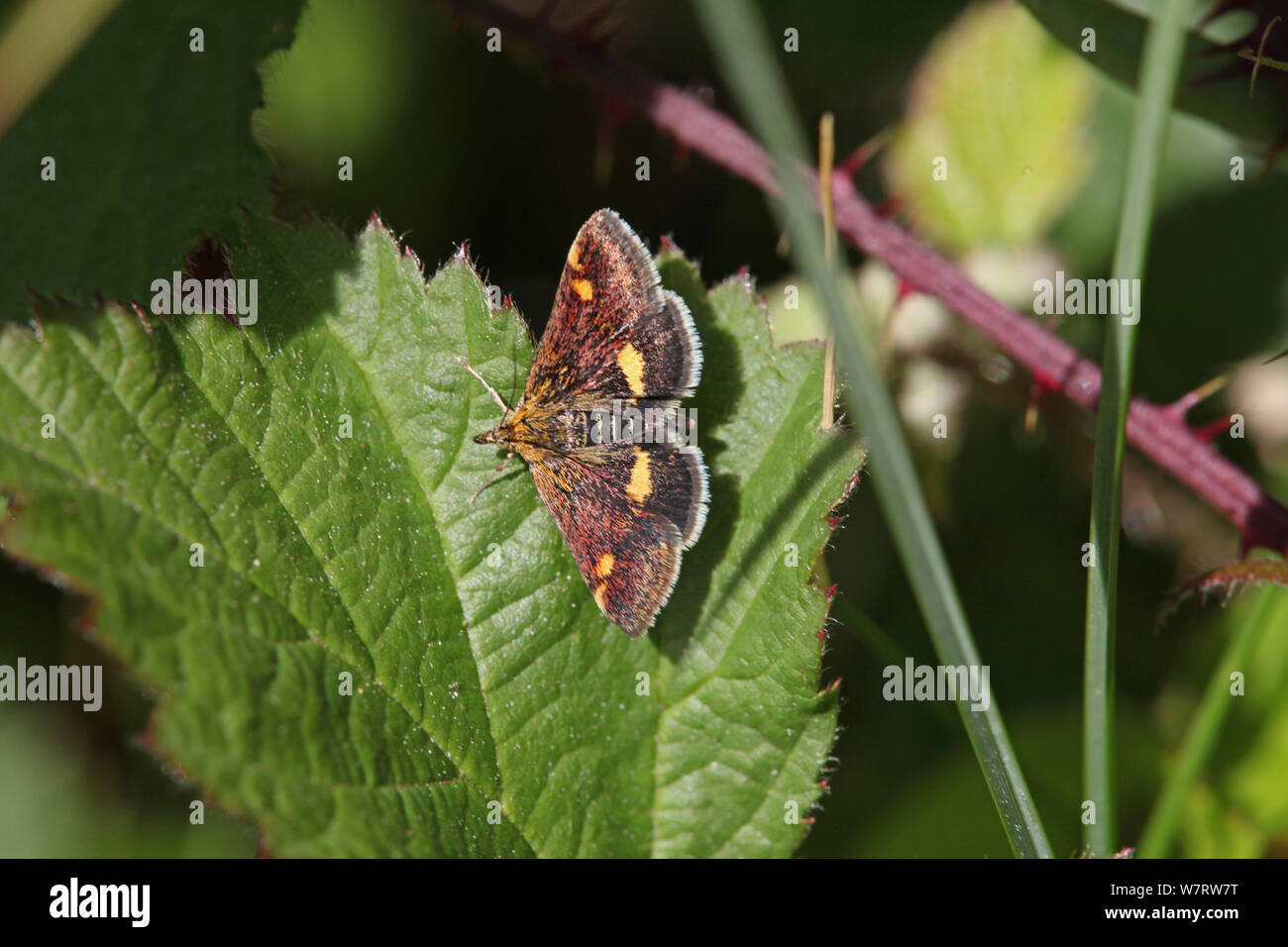 Purple and Gold Pyralid Moth (Pyrausta purpuralis) resting on leaf ...
